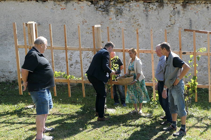 Prva trgatev namiznega grozdja v samostanu Mekinje