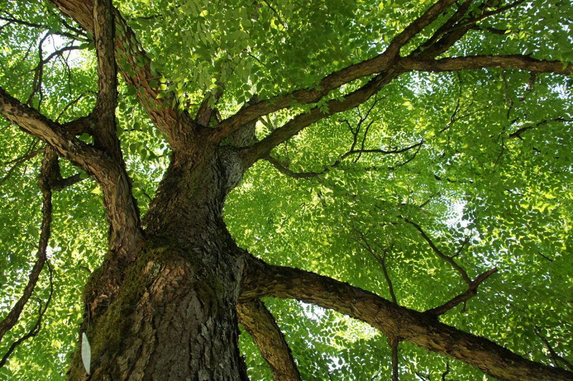 Peter Ribič: Nega okrasnih lesnatih rastlin v vrtu (2. del)